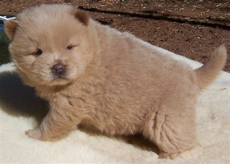 Geri Mcghee Kennels Lindale Tx