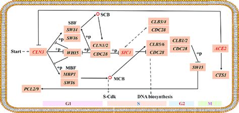 Saccharomyces Diagram