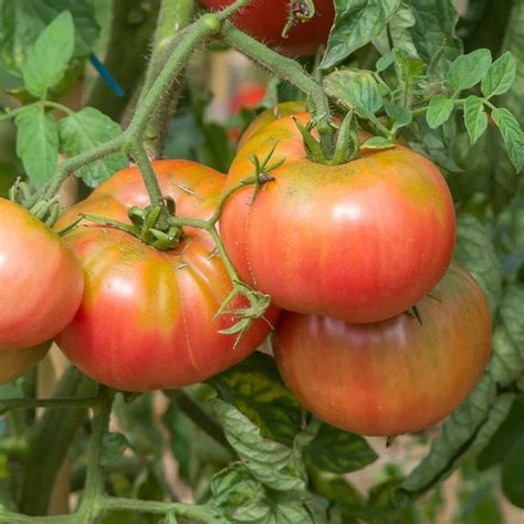 Ruby Gold Tomato