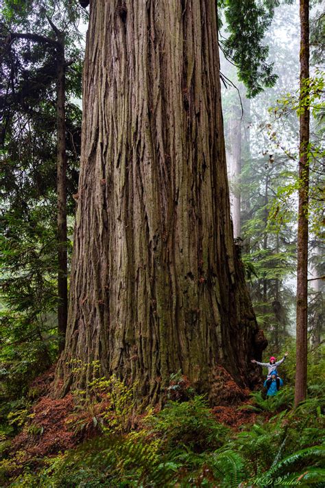 The Secret Colossal Trees Of California S North Coast California Sun