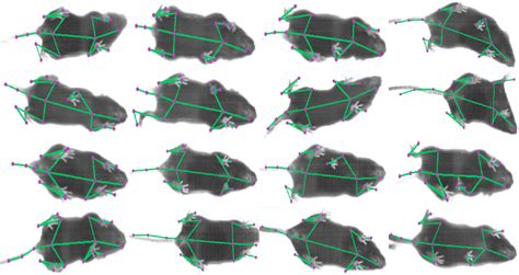 Figure 2 From Of Mice And Pose 2d Mouse Pose Estimation From Unlabelled Data And Synthetic