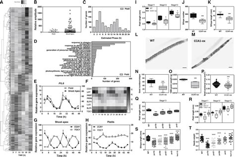 Circadian Autonomy And Rhythmic Precision Of The Arabidopsis Female Reproductive Organ