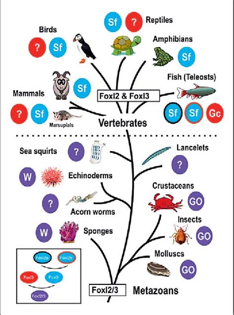 Figure 5 From Foxl2 And Its Relatives Are Evolutionary Conserved