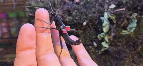 Black Beauty Stick Insects Peruphasma Shulteii Reptile Forums