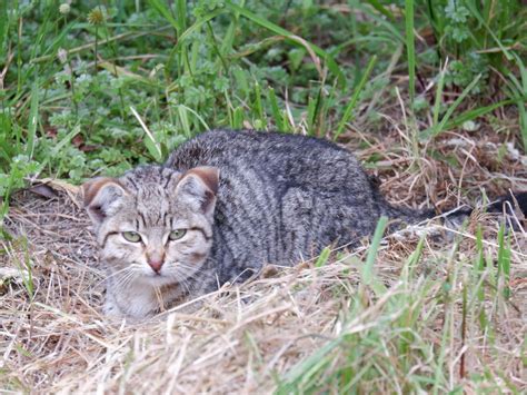 Brutal Truths 7 Feral Cat Facts Predator Free Nz Trust