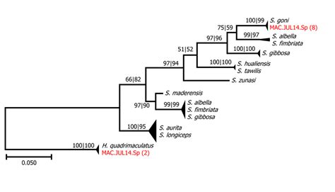 maximum likelihood ml tree inferred from 16s ribosomal subunit