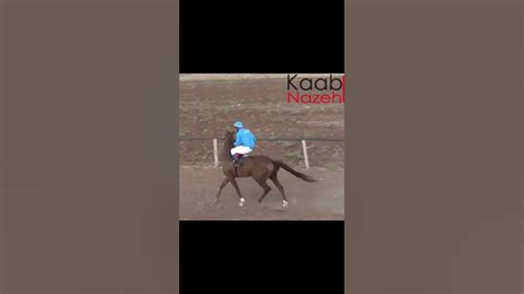 الخيلالعربية الحصانالعربي الحصان بطل الميادين طمراوي ابن الفحل