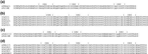 Sequencing Of C1 And B10 Vh And Vl Genes Amino Acid Sequences Download Scientific Diagram