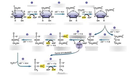 Glycolysis Diagram Quizlet