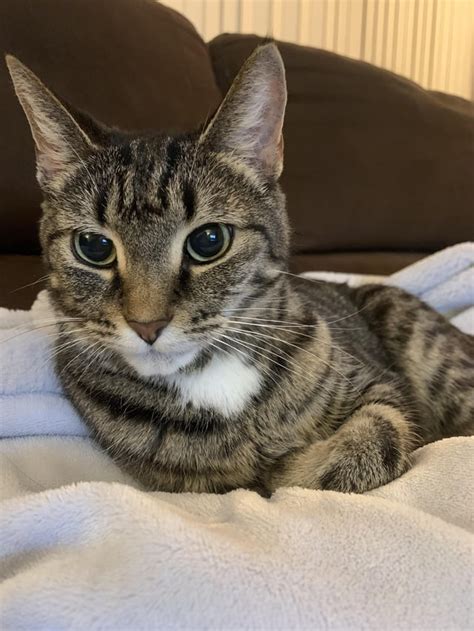 My Tiny Tabby Girl Tabby