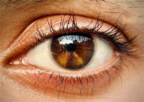 Brown Eye Hd