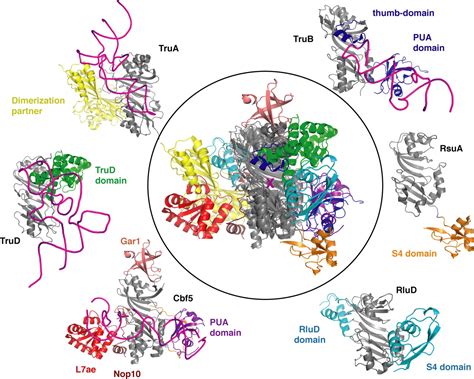 Substrate Recognition By Rna 5 Methyluridine Methyltransferases And Pseudouridine Synthases A
