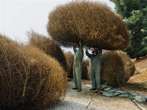 Pictures We Love Invasion Of The Tumbleweeds