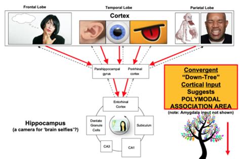 Hippocampus And Episodic Memory Flashcards Quizlet