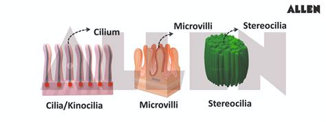 Microvilli Definition Fine Structure Of The Ocular Surface — Ocular