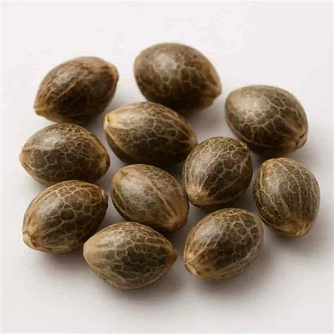 Bacio Weed Strain Review And Information Ctu