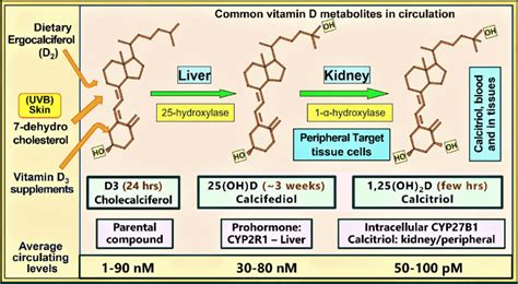 The Molecular Structures Of Three Clinically Relevant Vitamin D