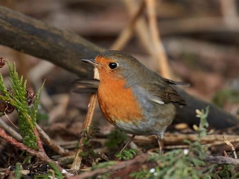Premium Photo European Robin Erithacus Rubecula
