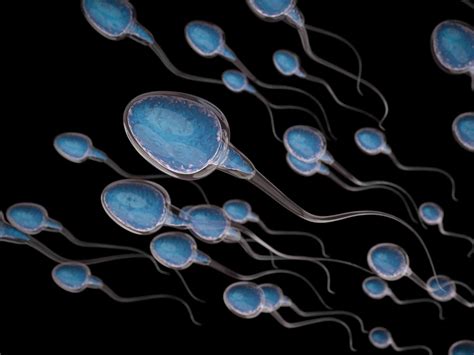Sperm Dna Fragmentation And Its Role In Fertility Loss Ayaansh Hospital