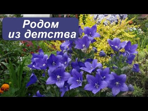 Колокольчики в саду: сорта и их характеристики - YouTube