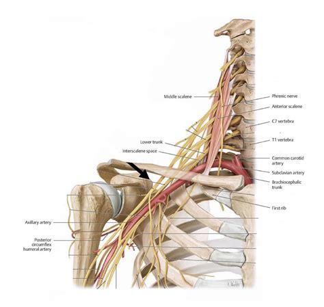Brachial Plexus 2 Diagram Quizlet