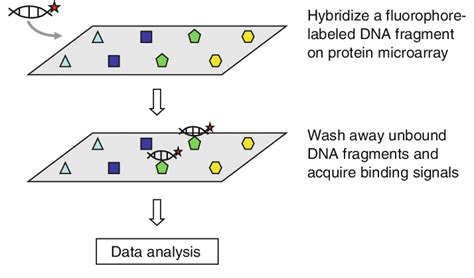 Workflow Of Protein Microarray Download Scientific Diagram
