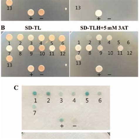 Yeast Two Hybrid Screening Interactions Identified By Yeast Two Hybrid