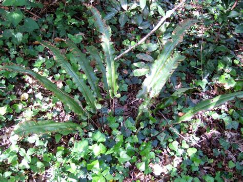 Asplenium Scolopendrium Free Photos On