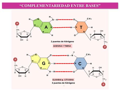 Complementariedad De Basas Biología Ciencia De La Vida Facebook