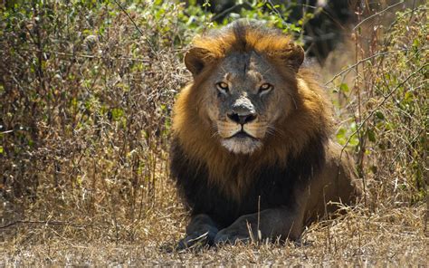 Black Lion Hd Wallpaper 64 Images