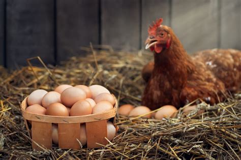 Can Chickens Contract