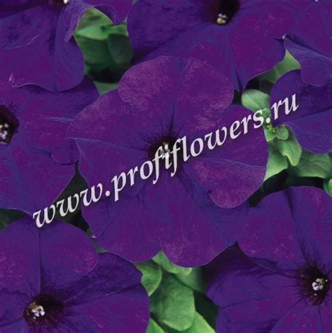 Петуния грандифлора Дримс