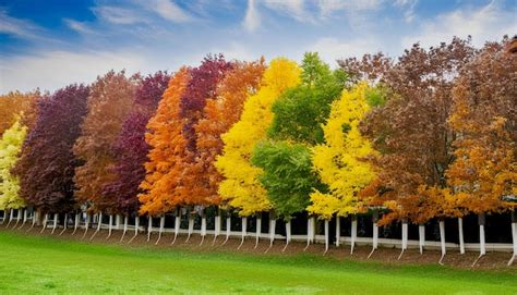 premium photo trees of different colors