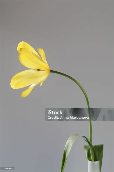 흰색 배경에 꽃병에 노란색 튤립 복사 공간을 복사합니다 원예 개념 발렌타인 데이 여성과 어머니의 날 생일 축하 부활절을위한 카드 0명에 대한 스톡 사진 및 기타 이미지