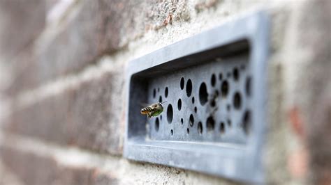 Bee Bricks Become Planning Requirement For New Buildings In Brighton