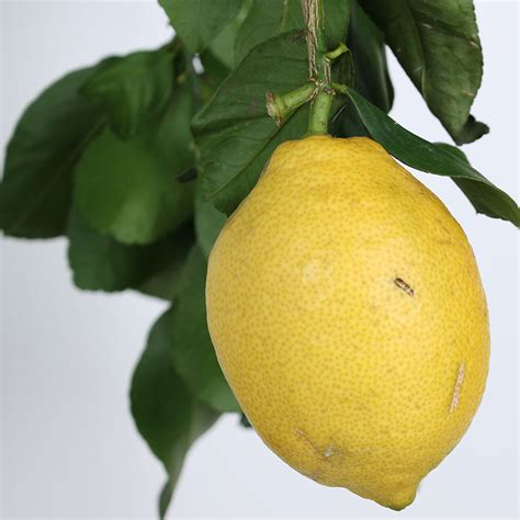 Лимонне дерево Citrus Limon ᐈ Купити з доставкою Lorashen