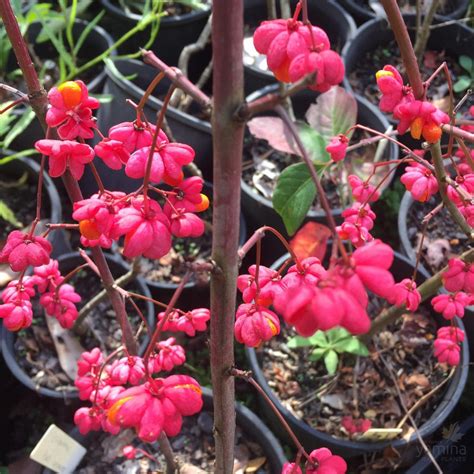 Euonymus Europeus Red Cascade