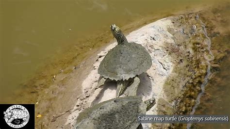 Sabine Map Turtle Texas Turtles