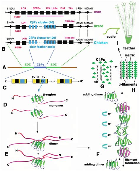 Schematic Representation Of Some Of The Characteristics Of Cβps A