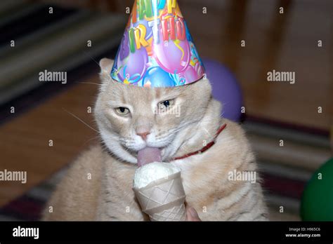 Cat Licking Ice Cream Hi Res Stock Photography And Images Alamy
