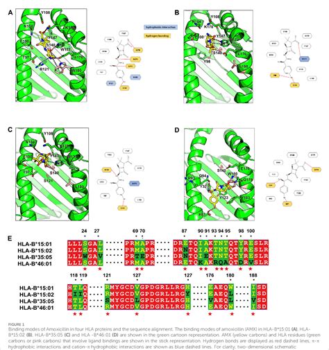 Figure 1 From The Association Between Hla B Variants And Amoxicillin