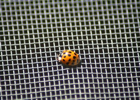 Wire Mesh Specifications Commonly Used As Insect Screen On Edward J Darby Son Inc