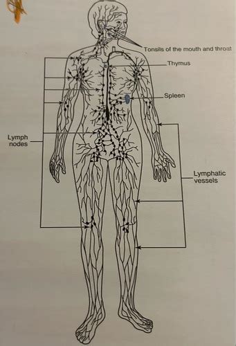 Module 10 B Lymphatic System Flashcards Quizlet