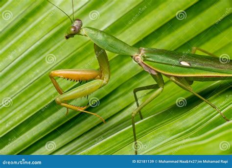 Giant Malaysian Shield Praying Mantis Stock Image Image Of Night
