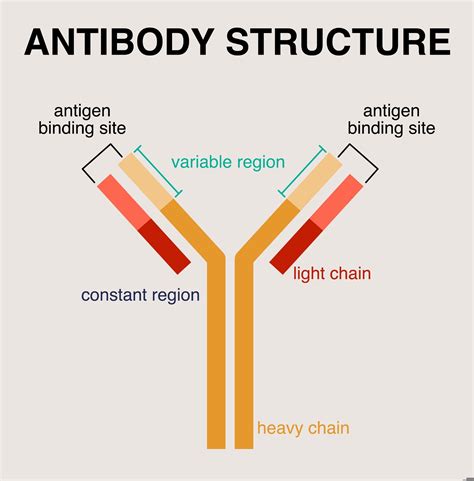 Structure Of Antibodies Download Scientific Diagram