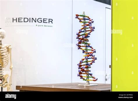 Dna Helix Structural Model Model For The School Subject Biology Scientific Teaching Aid From