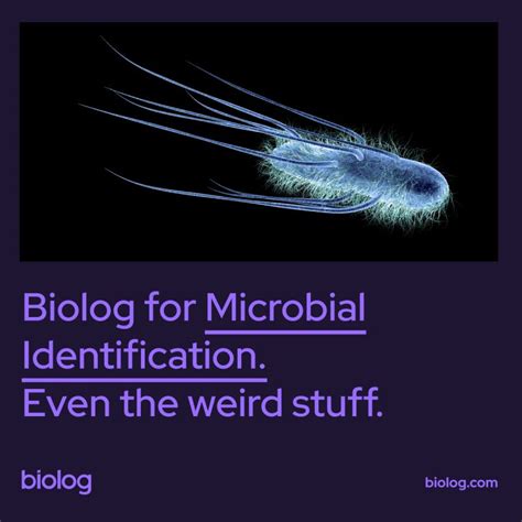 Reveal Your Microbes With Phenotypic Identification Advantages Of