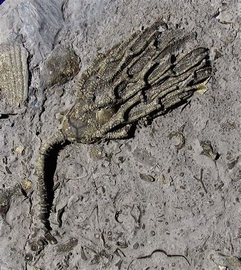 The Echinoblog Pyritized Fossils All That Glitters Is Not Gold Sometimes It S MORE