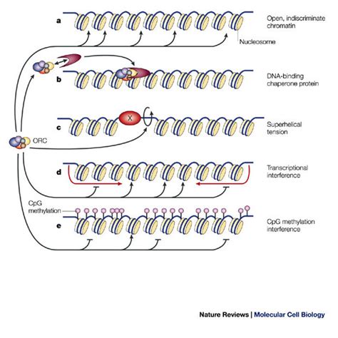 The Replicon Model Download Scientific Diagram