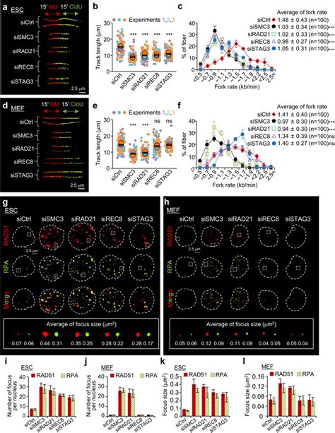 Role Of Meiotic Cohesins In Replication Fork Progression A D Dna Fiber Download Scientific